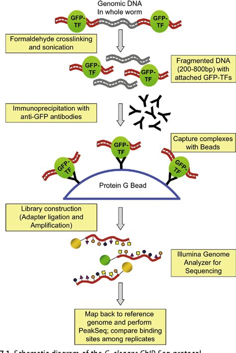 Chromatin Immunoprecipitation Diagram