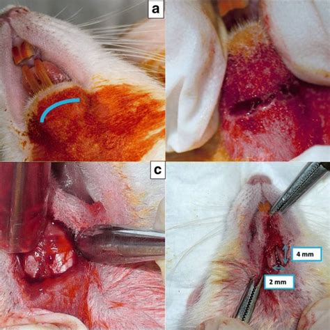 Creating The Critical Bone Defect In The Mandibular Symphysis A Download Scientific Diagram