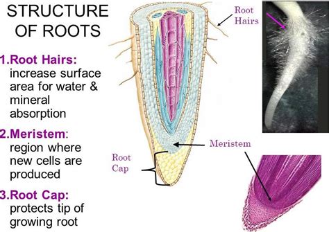 Cell Reproduction