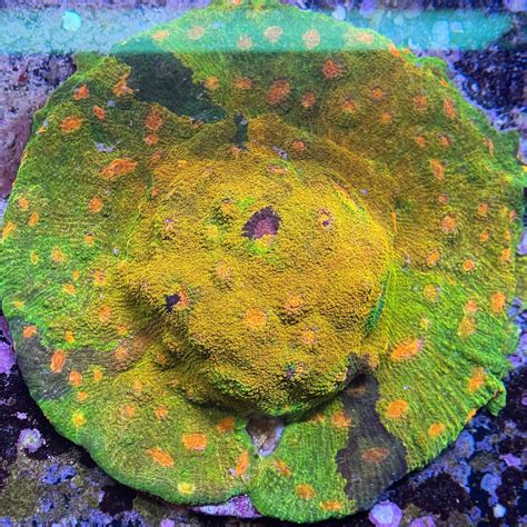 Chalice 3g Mummy Eye Colony Richmond Aquarium