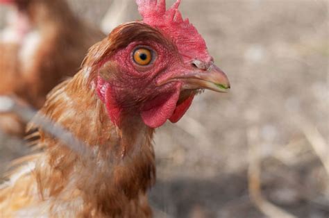 New Measures To Protect Birds From Avian Flu Come Into Force In Wales