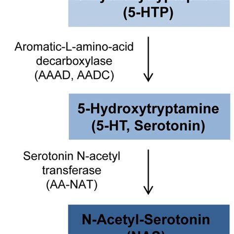 The Gm Csf Receptor Complex And Its Downstream Signaling Pathways The