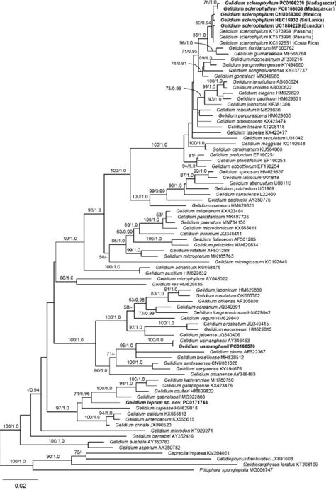 maximum likelihood ml phylogeny of madagascan gelidium using plastid