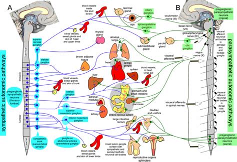 Divisions Of The Autonomic Nervous System Anatomy And Physiology I