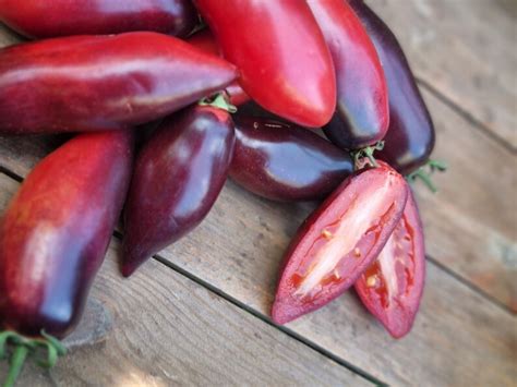 Slivka Gurman Tomato Seeds Elongated Purple Black Pink Nasiona Pomidor