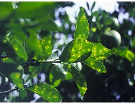 33 Citrus Cankerpdf