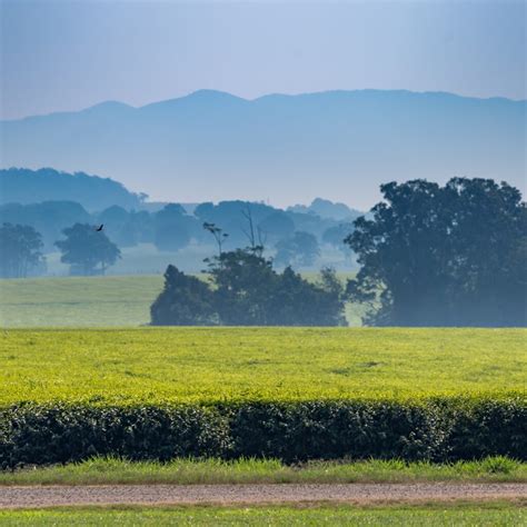 Malanda Atherton Tablelands Natures Playground In Queensland