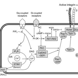 PDF Mechanisms of Platelet Activation and Integrin αIIβ3