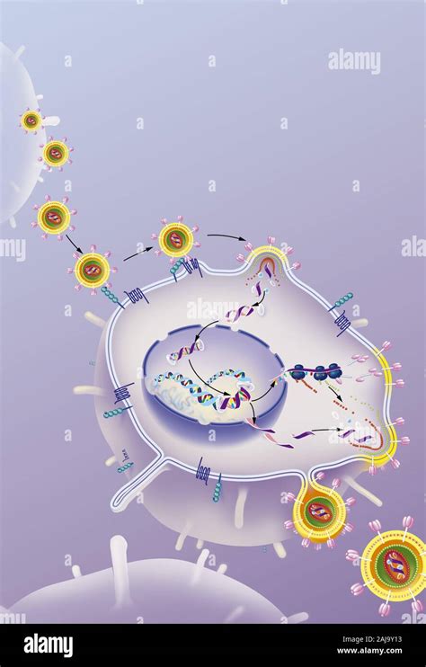 Tcd4 Lymphocyte Hi Res Stock Photography And Images Alamy