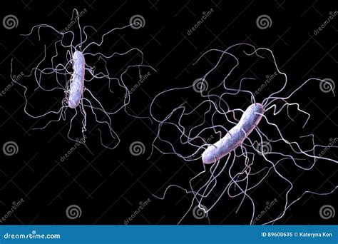 Clostridium Difficile Bacteria Stock Illustration Illustration Of