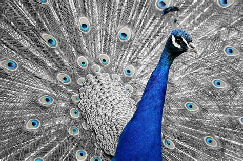 Peacocks For Sale