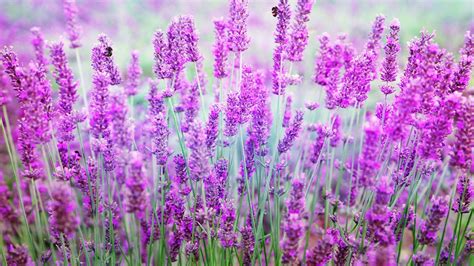 Lavender Growing Mistakes The 6 Top Errors To Avoid Homes And Gardens