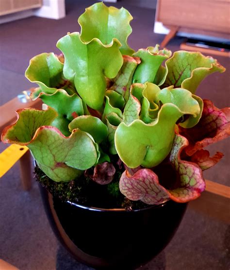 Steady Diet Of Ants Rcarnivorousplants