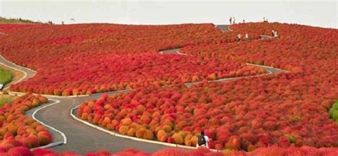 Colors Of Hitachi Seaside Park Japan Robins Keyrobins Key
