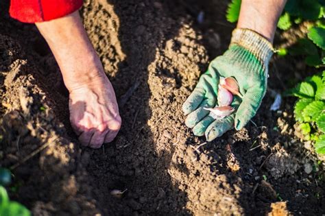 Page 5 Planting Sapling Images Free Vectors Stock Photos PSD