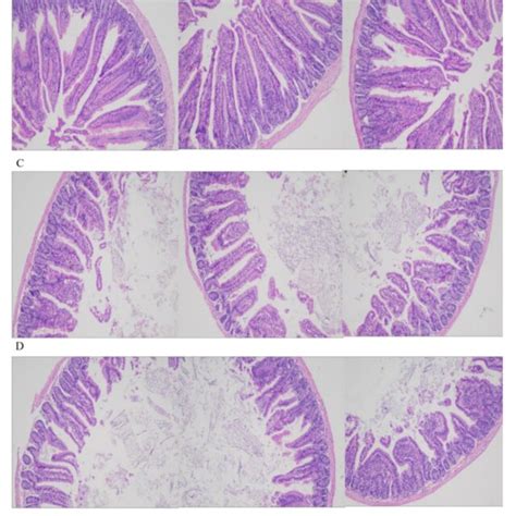 The Morphology Of Terminal Ileum 100× In Each Group A E Refer To Download Scientific Diagram