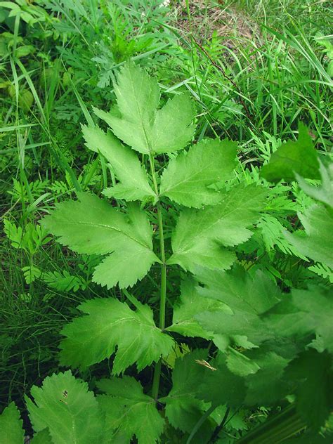 Parsnips Leaves