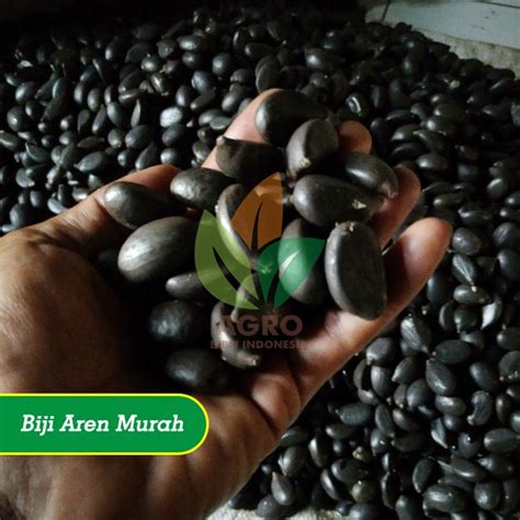 Jual Biji Aren Lokal Siap Tanam Agro Bibit Id