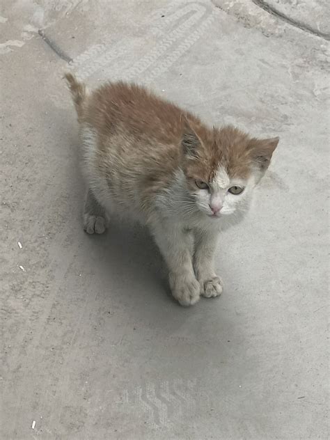 流浪小猫干饭Day3 哔哩哔哩
