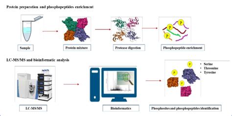 Workflow Of Phosphoproteomic Experiments For Honey Bee Samples