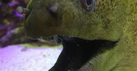 Big Ass Eel Album On Imgur