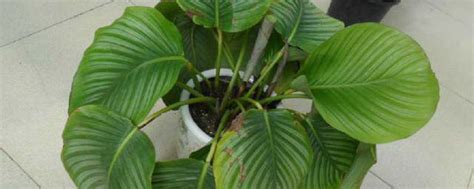 苹果竹芋如何养殖 苹果竹芋怎样养比较好 知秀网