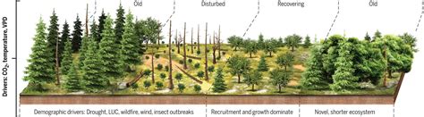 Forest Stand Dynamics Collections Bvrc Datahub