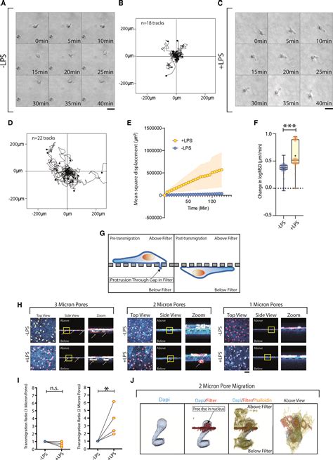 Atypical Cofilin Signaling Drives Dendritic Cell Migration Through The