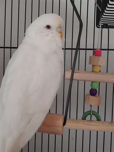 Asking Because Still Not Sure The Sex On Either 😅 Rparakeets