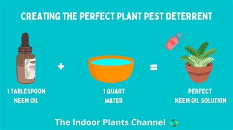 How To Use Neem Oil On Your Indoor Plants