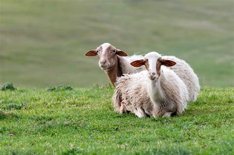 Qué estudia los animales Euroinnova