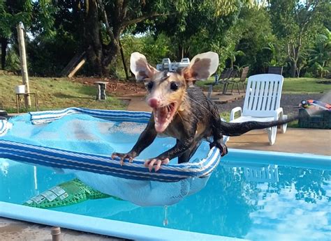 Calor Intenso Moradora Encontra Tatus Na Piscina De Casa