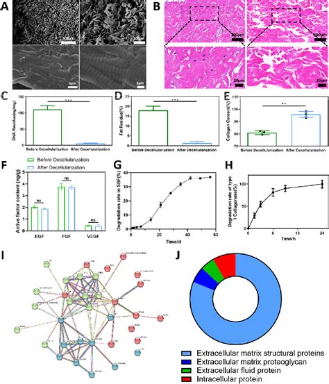 Figure 2 From Adsc Derived Exosomes Coupled Decellularized Matrix For Endometrial Regeneration