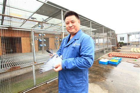 中国鸿润鸽苑正式建立信鸽DNA数据库