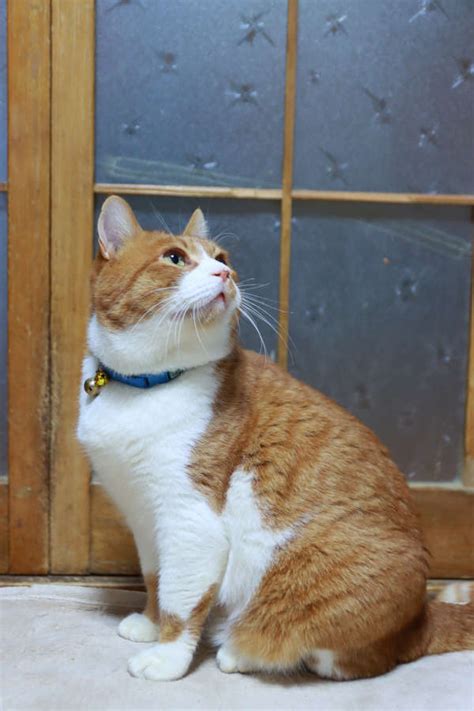みあげるぽん かご猫 Blog