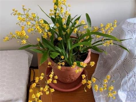 這5種花卉堪稱活香水，養一盆擺客廳，滿屋子飄香 Imomo植物識別
