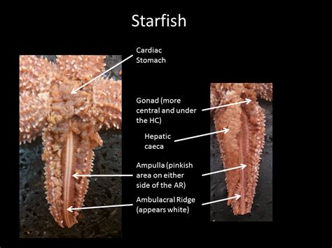Sea Star Dissection Label