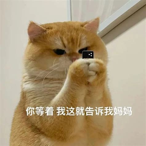 猫狗表情包 花瓣网