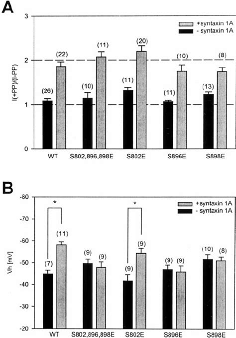 Effect Of Point Mutations In Pkc Consensus Sites Of The Syn Print