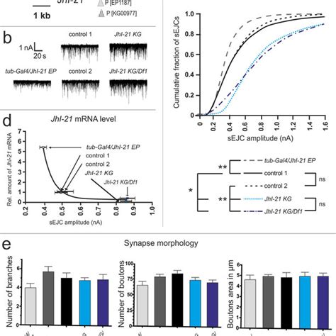 Joern Steinert Professor Assistant Phd Physiology University Of Nottingham Nottingham