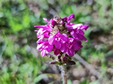 Pedicularis szetschuanica in July 2024 by 九天 轮叶系 1 盔长不短于下唇之半及花管的1 3萼