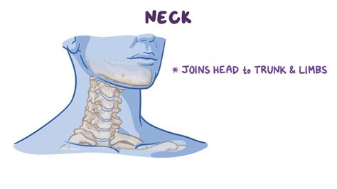 Cervical Arthritis What Is It Treatment And More Osmosis