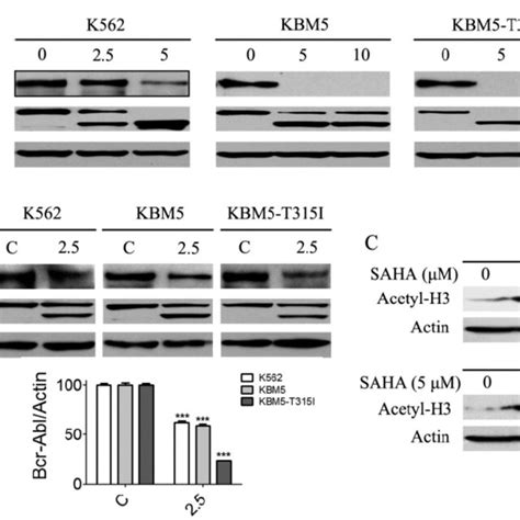 Saha And Sb Decreased The Bcr Abl Protein Levels And Induced Parp