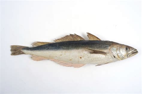 Southern Hake Merluccius Gayi Gayi Vt2869 Tūhura Otago Museum