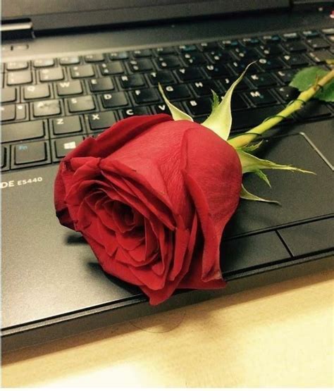 Pin By Aicha Micha On Pins By You In 2024 Couple In Love Photography