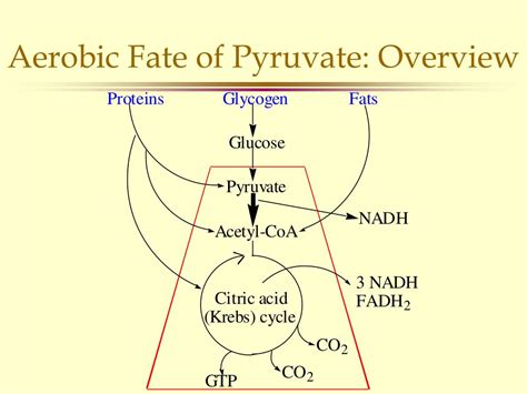 Ppt Pyruvate Oxidation Pyruvate Dehydrogenase Complex Powerpoint
