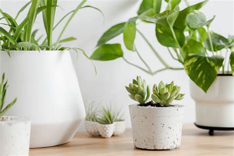 디자인과 Hipster 갈색 테이블에 냄비에 공기 식물 선인장 및 Succulents 구성의 닫습니다 흰 벽입니다 홈 정원