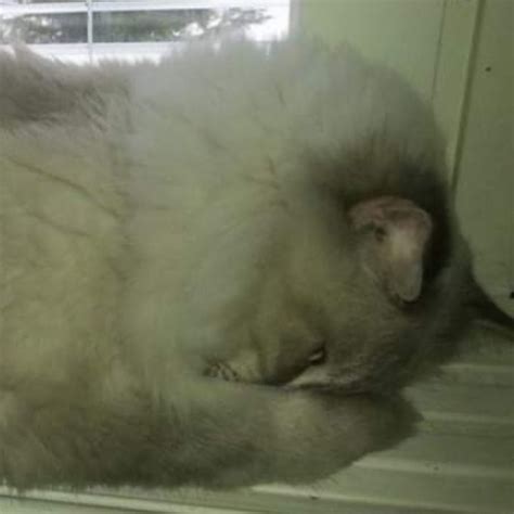 Boltthewolf Quitted Youtube