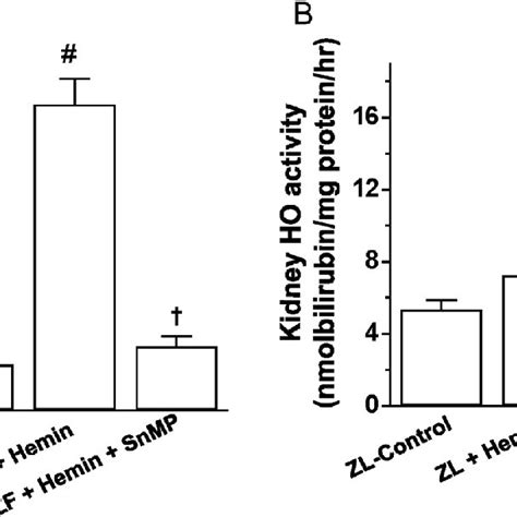 Effects Of The Heme Oxygenase Ho Inducer Hemin And The Ho Inhibitor