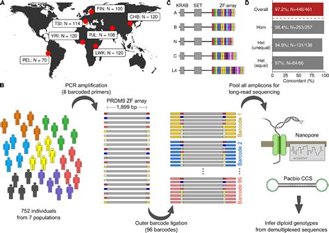 Frontiers | Cataloging Human PRDM9 Allelic Variation Using Long-Read ...
